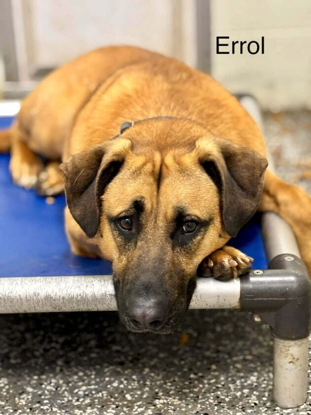 Picture This: They Want to Be Your Furever Friends… | News, Sports ...
